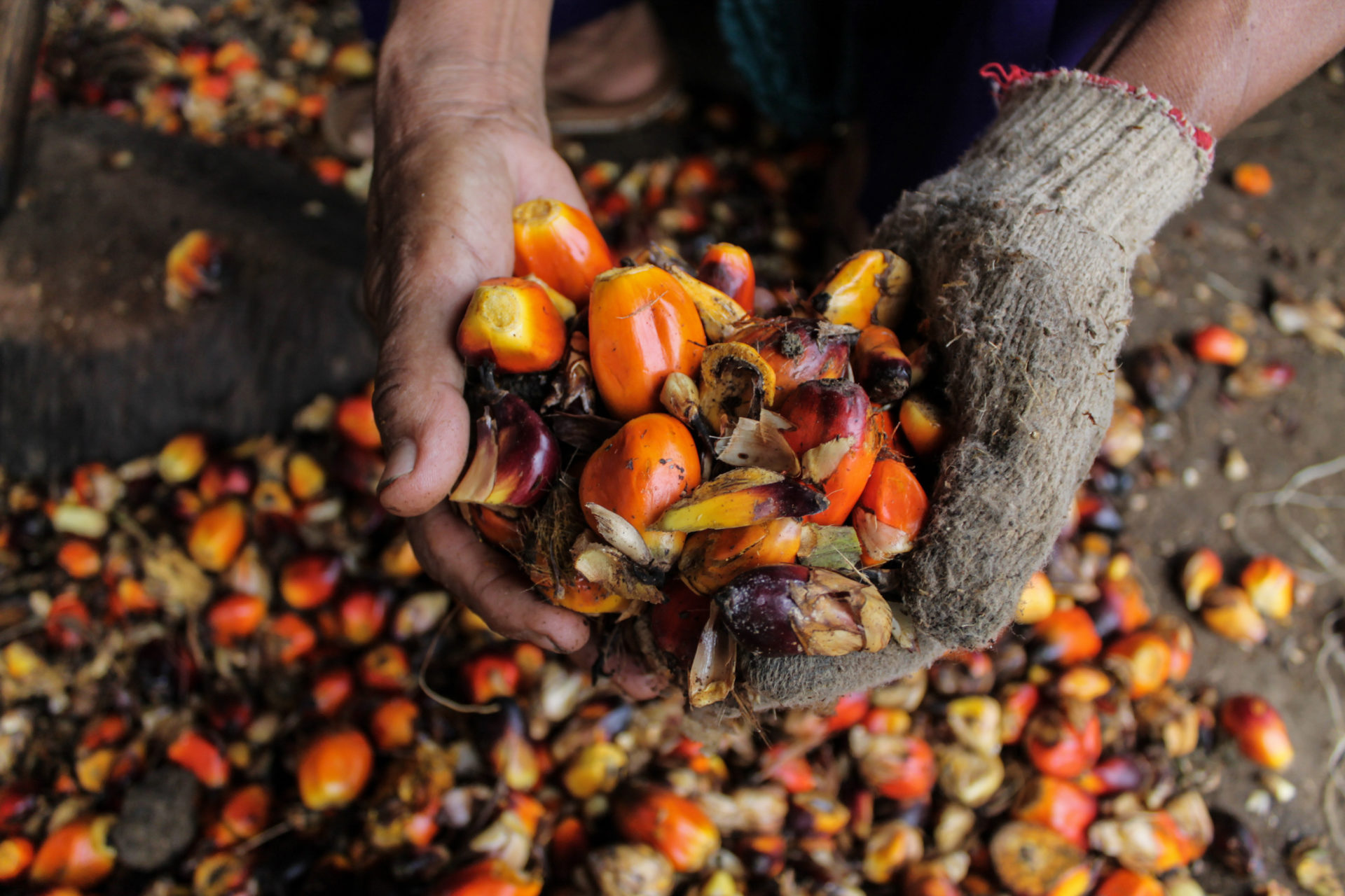 The many problems that come with palm oil | Nerds Unbound